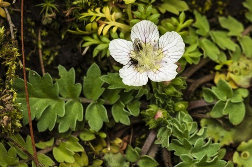 Flor blanca (Phacelia platycarpa) - PictureThis