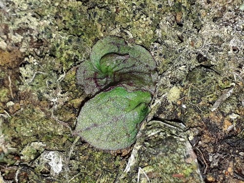 Corybas oblongus - PictureThis
