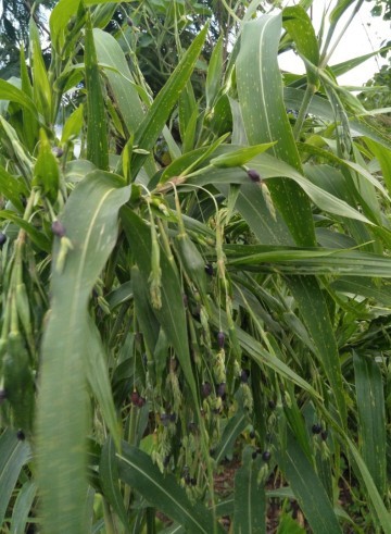 ジュズダマ（数珠玉) (Coix lacryma-jobi) 花言葉，毒性，よくある質問 - PictureThis