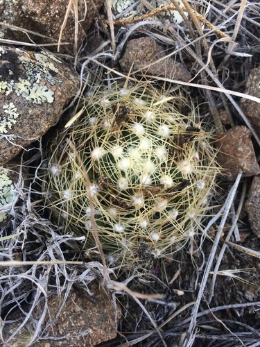 Cactus cola de zorra de Missouri (Escobaria missouriensis) - PictureThis