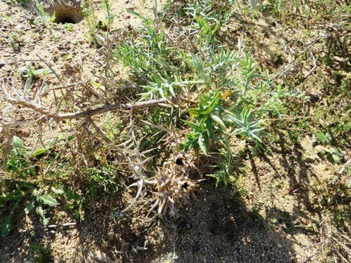 African thistle (Berkheya rigida) Flower, Leaf, Care, Uses - PictureThis