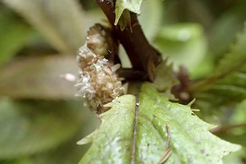 Elatostema rugosum - PictureThis