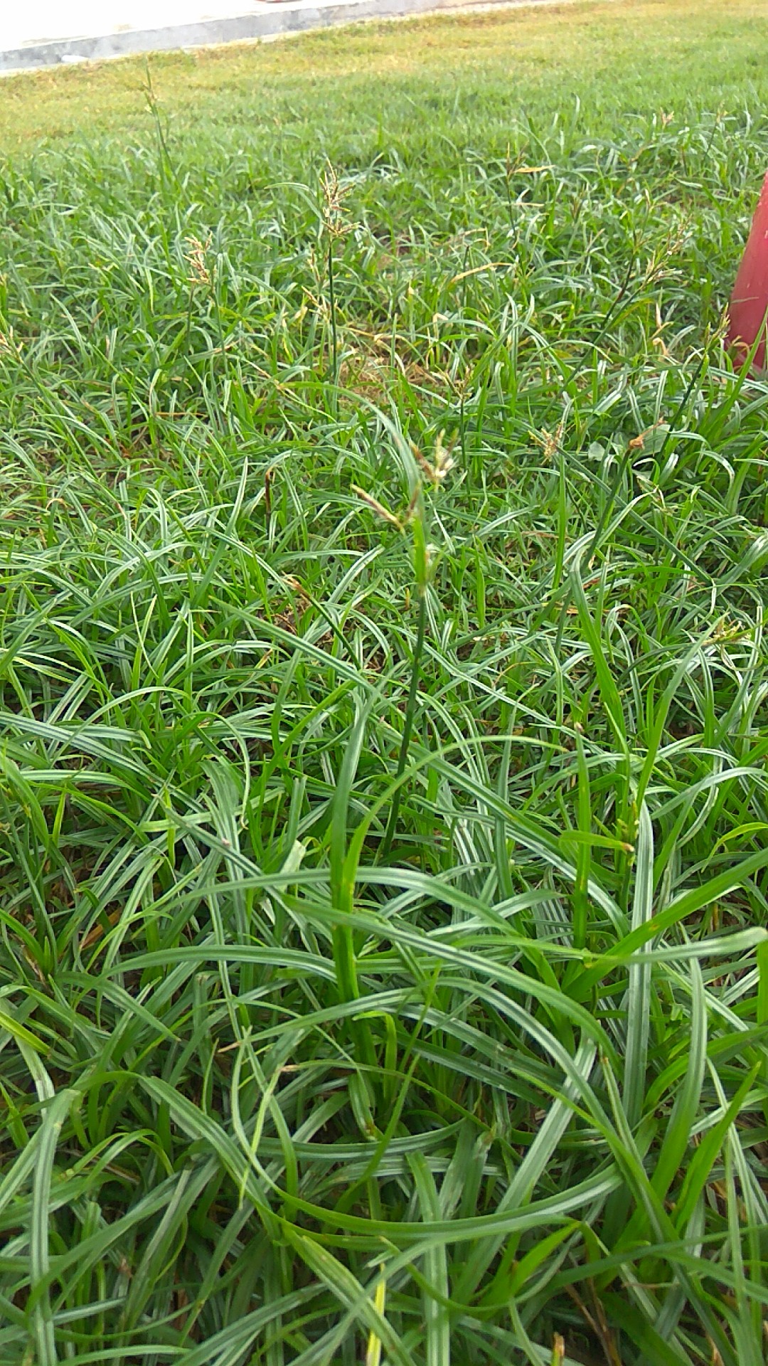 Juncia real (Cyperus rotundus) - PictureThis