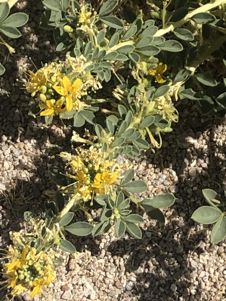 Vascular plants (Tracheophyta) Flower, Leaf, Care, Uses - PictureThis