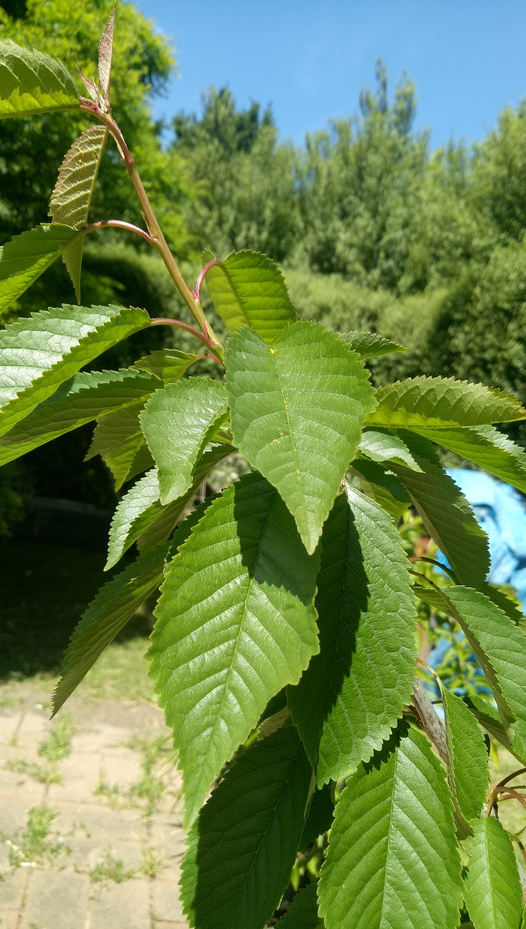 Identificación De Las Hojas Del Cerezo