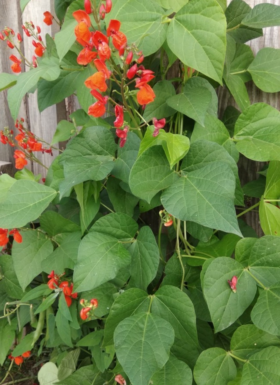 Scarlet Runner Beans Flowers Falling Off | Best Flower Site