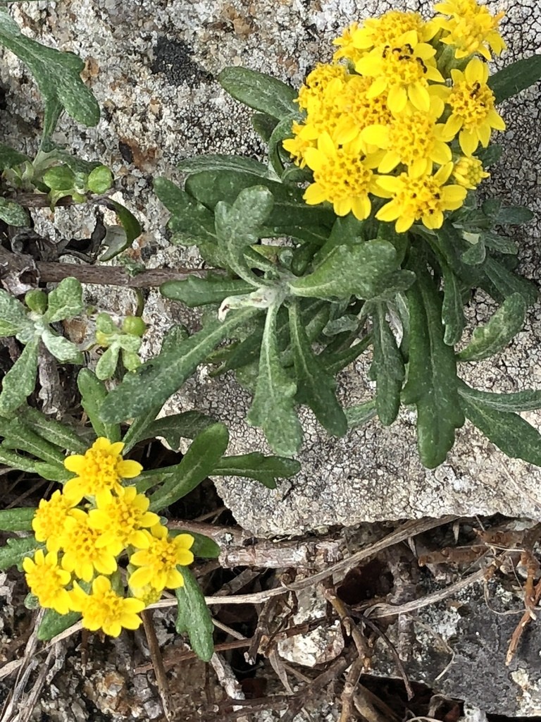 Lizard tail Care (Watering, Fertilize, Pruning, Propagation) - PictureThis