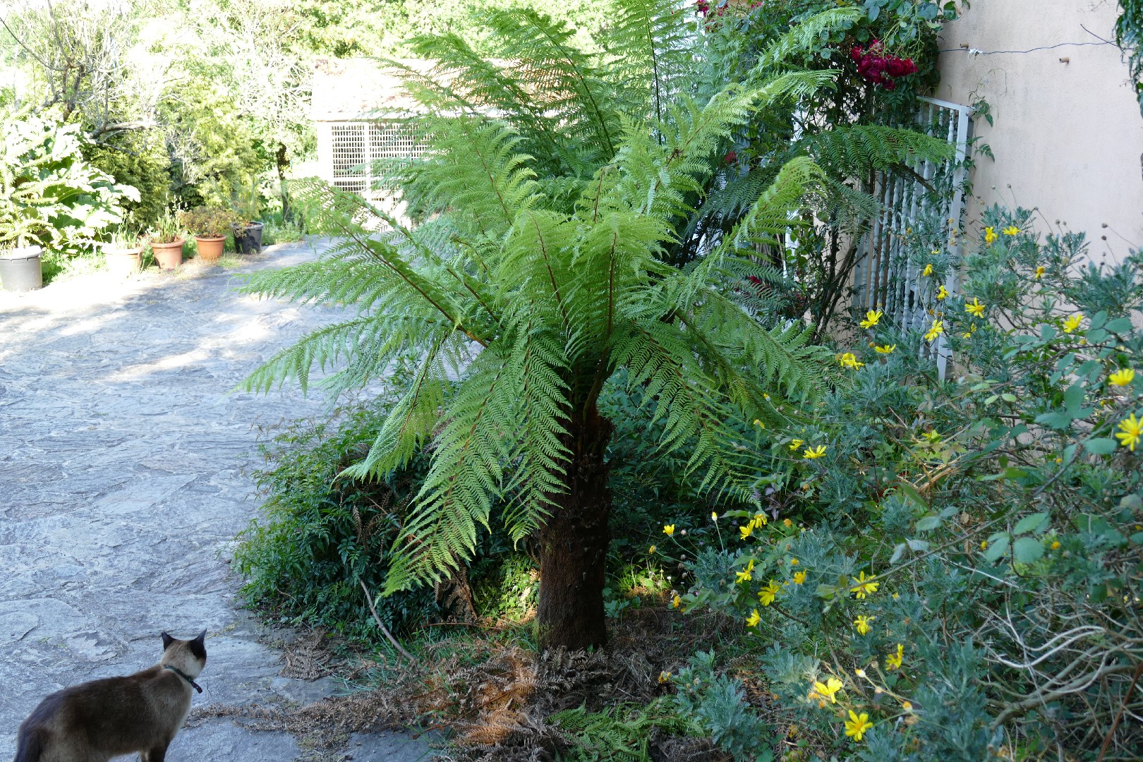 How to Plant and Grow Golden tree fern(Dicksonia fibrosa)