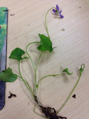 Viola affinis - PictureThis