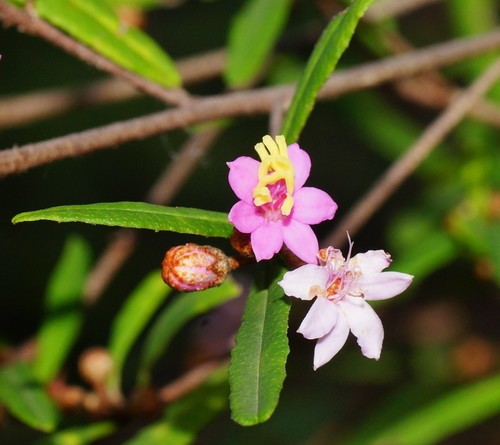 Phebalium nottii - PictureThis