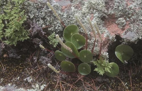 Radiator plants (Peperomia) Flower, Leaf, Care, Uses - PictureThis