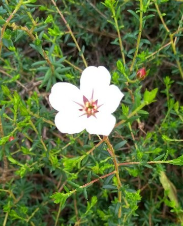Lin à feuilles étroites (Linum tenuifolium) - PictureThis