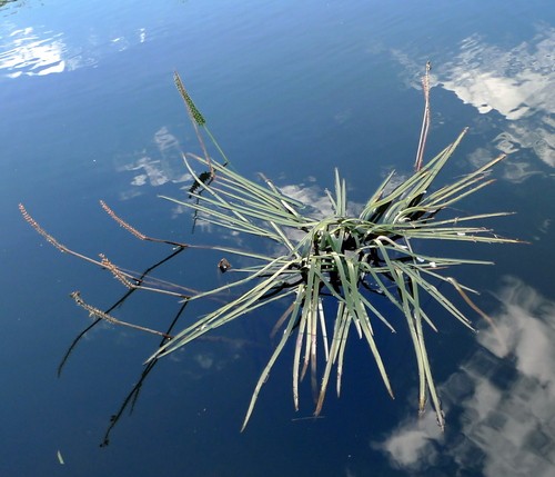 Cycnogeton Flower, Leaf, Care, Uses - PictureThis