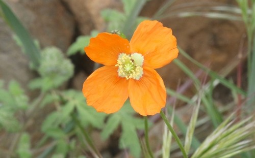 Papaver californicum - PictureThis
