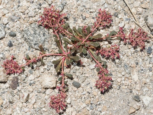 Cistanthe monandra - PictureThis