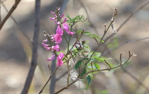 How to Plant and Grow Australian indigo(Indigofera australis)