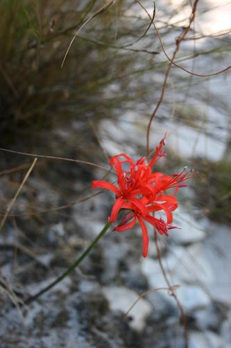 How to Plant and Grow Guernsey lily(Nerine sarniensis)