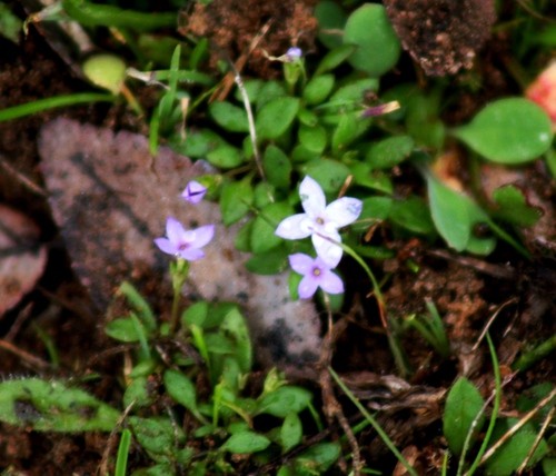 How to Plant and Grow Tiny bluet(Houstonia pusilla)