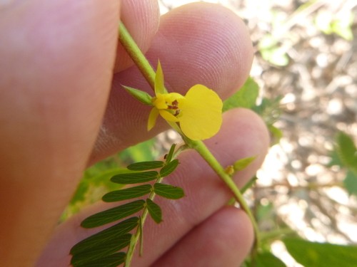 Sensitive Partridge Pea (Chamaecrista nictitans) Flower, Leaf, Care ...