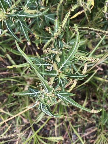 Xanthium Spinosum Spiny Cocklebur Maltawildplantscom