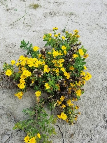 Camphor daisy (Rayjacksonia phyllocephala) Flower, Leaf, Care, Uses ...