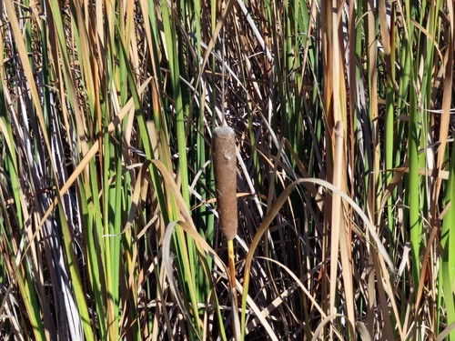 Typha capensis - PictureThis