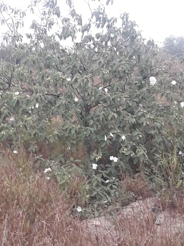 Anacahuita (Cordia boissieri) - PictureThis