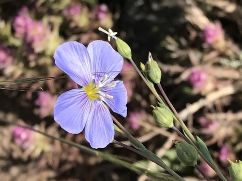 Lino Enano (Linum lewisii) - PictureThis