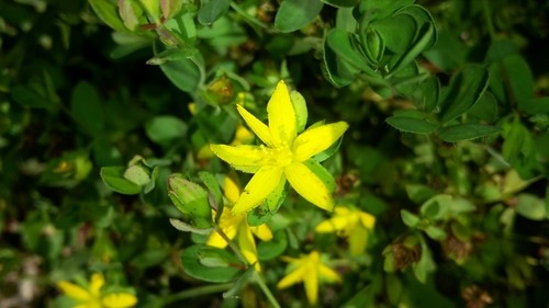 Hierba de San Juan (Hypericum humifusum) - PictureThis