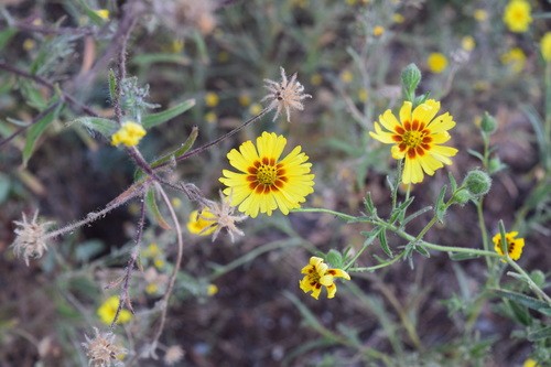 How to Plant and Grow Spring madia(Madia elegans)