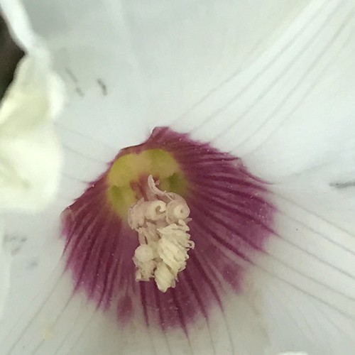 Alamo vine (Distimake dissectus) Flower, Leaf, Care, Uses - PictureThis