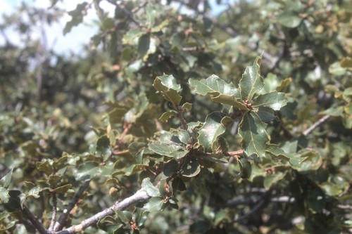 Beech (Fagaceae) Flower, Leaf, Care, Uses - PictureThis