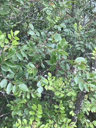 Capulín (Rhus virens) - PictureThis