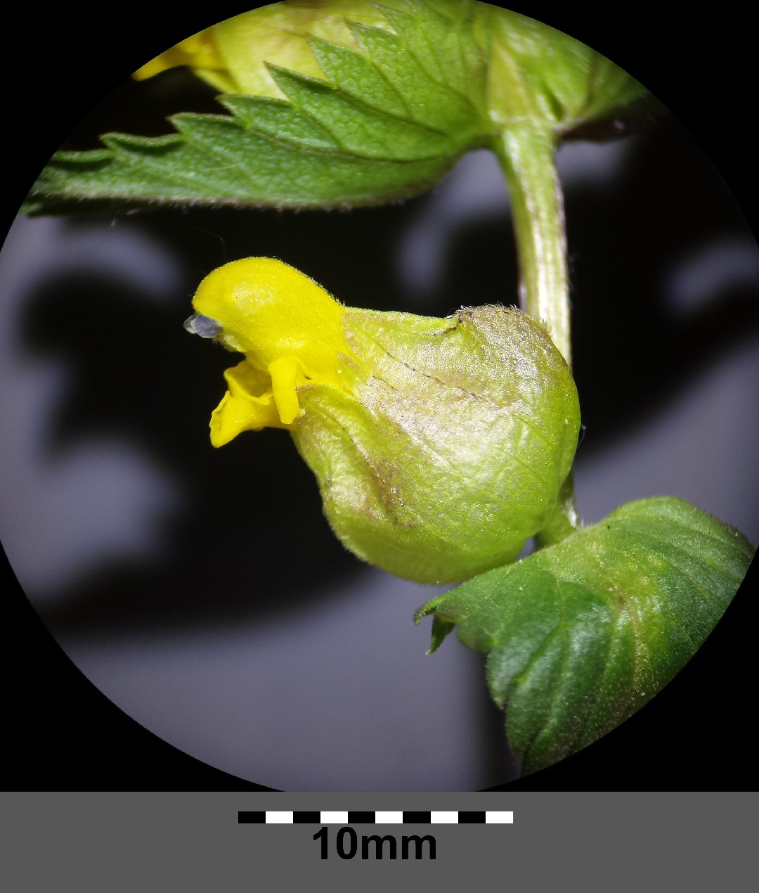 Cresta de gallo (Rhinanthus minor) - PictureThis