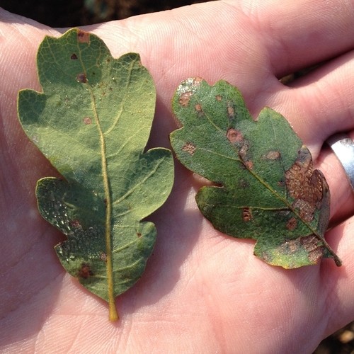 Roble azul (Quercus douglasii) - PictureThis