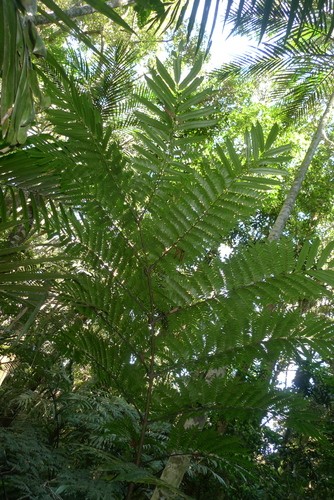 Ptisana attenuata Flower, Leaf, Care, Uses - PictureThis