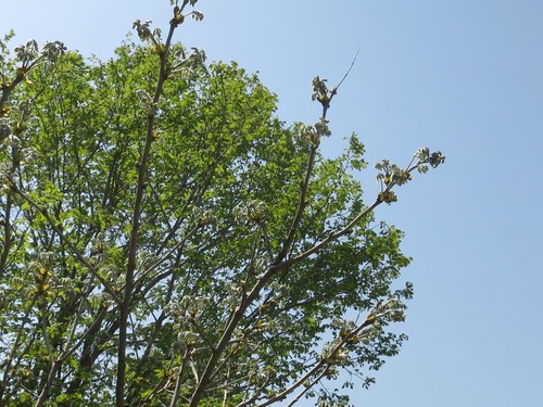 Amur maackia (Maackia amurensis) Flower, Leaf, Care, Uses - PictureThis