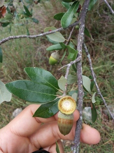 Encino siempreverde (Quercus virginiana) - PictureThis