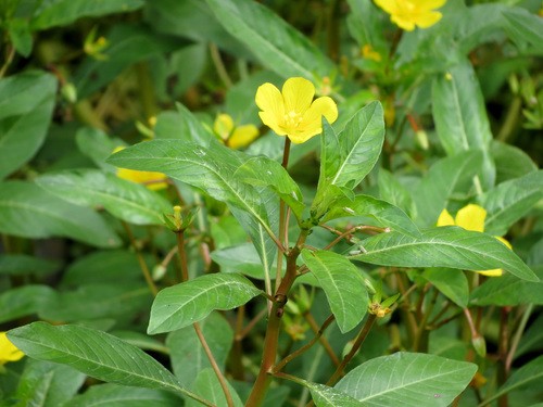 Duraznillo de agua (Ludwigia peploides) - PictureThis