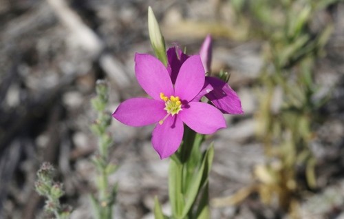 Rosita (Zeltnera calycosa) - PictureThis
