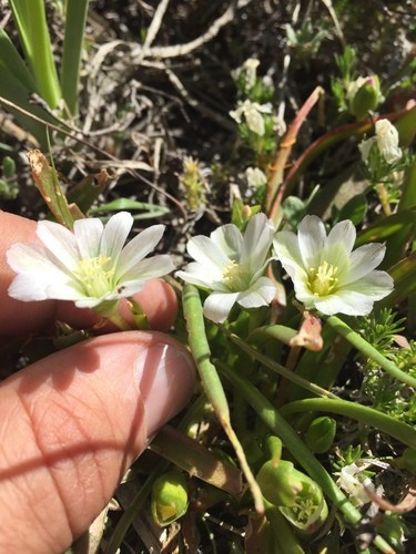 Lewisia nevadensis - PictureThis