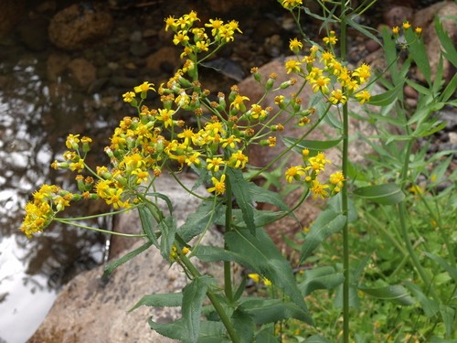 Arrowleaf ragwort (Senecio triangularis) Flower, Leaf, Care, Uses ...