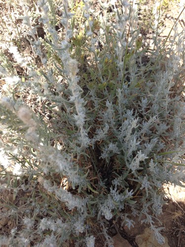 Winterfat (Krascheninnikovia ceratoides subsp. lanata) Flower, Leaf ...