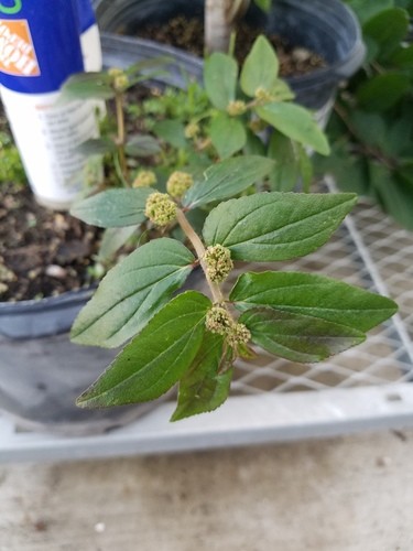 Asthma-plant (Euphorbia hirta) Flower, Leaf, Care, Uses - PictureThis