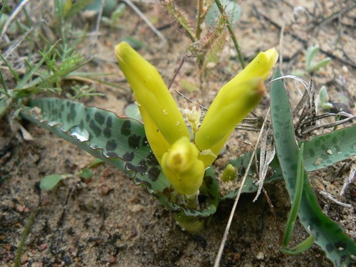 🌿 ¿Cómo trasplantar Lachenalia reflexa? (Época ideal, métodos y ...