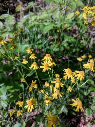 Packera obovata - PictureThis