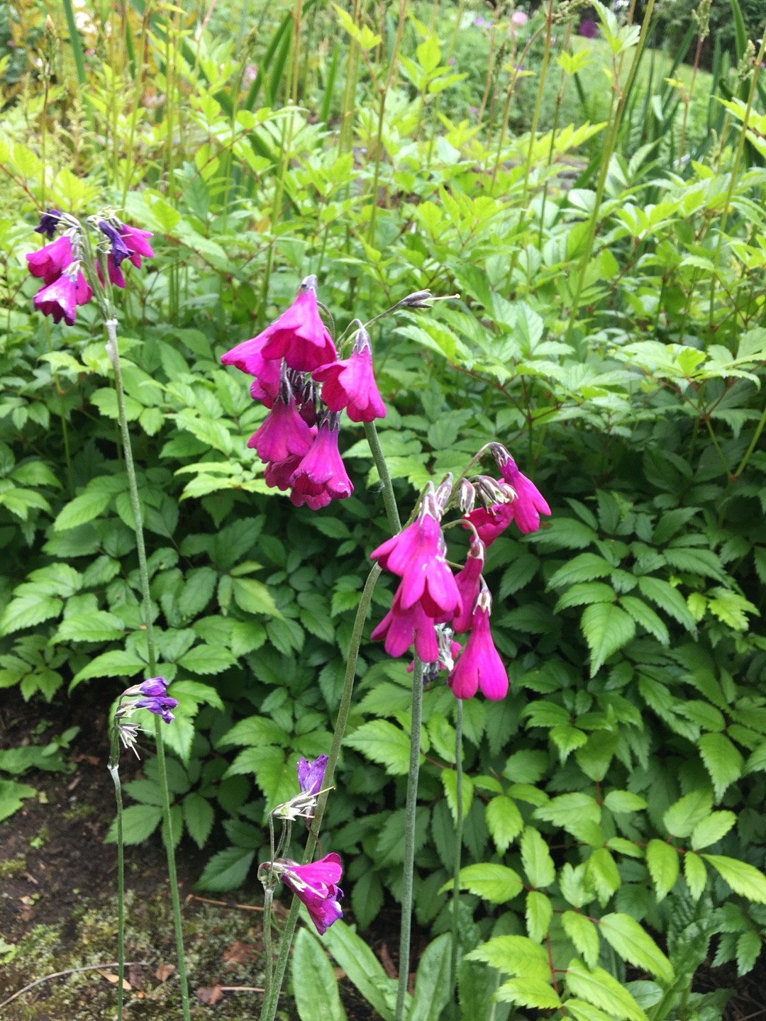 PictureThis - Primula secundiflora