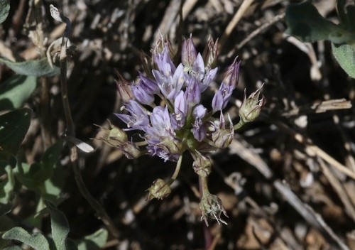 Parry's fringed onion (Allium parryi) Flower, Leaf, Care, Uses ...