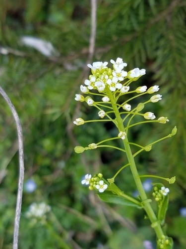 Thlaspi alliaceum - PictureThis