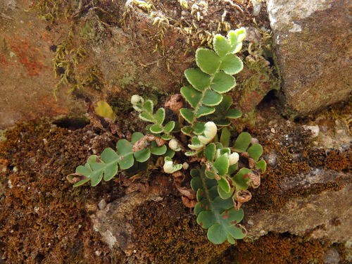Скребница аптечная (Asplenium ceterach) - PictureThis